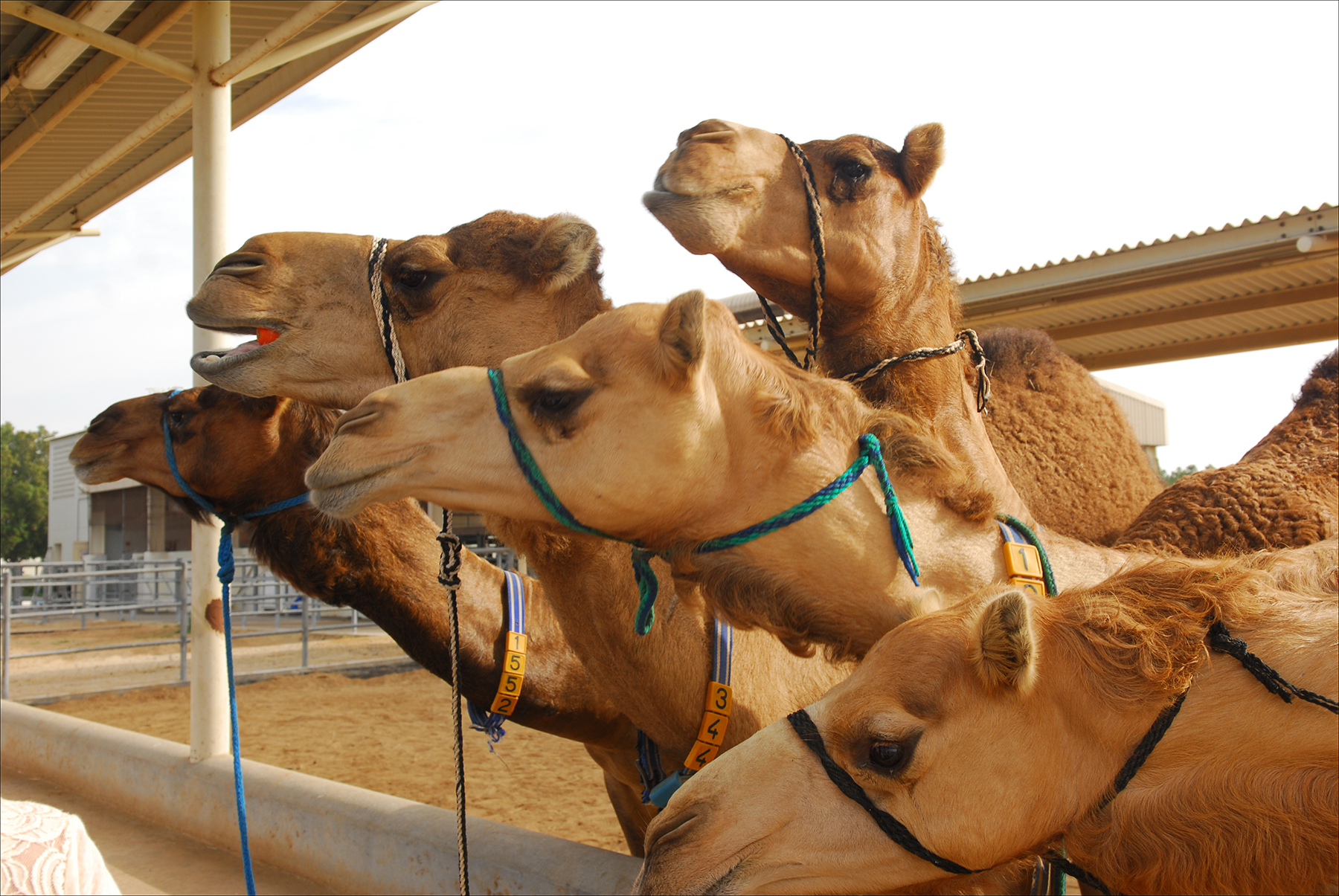 The Blogs: From hookahs to hookers: Glimpses of the real Dubai | Larry ...