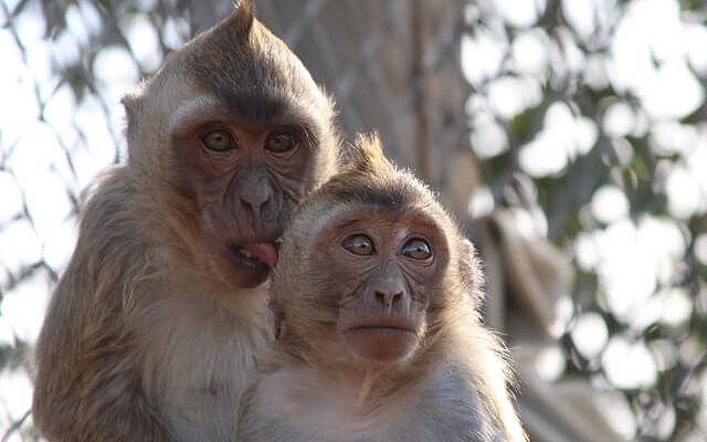 The Blogs: Monkeys, a car accident, and my 28th birthday | Bazy Swirsky ...