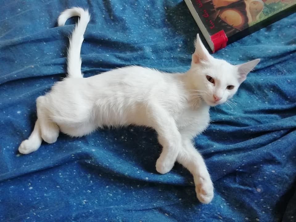 The Blogs: Do you eat cat? | Robert Bocking | The Times of Israel