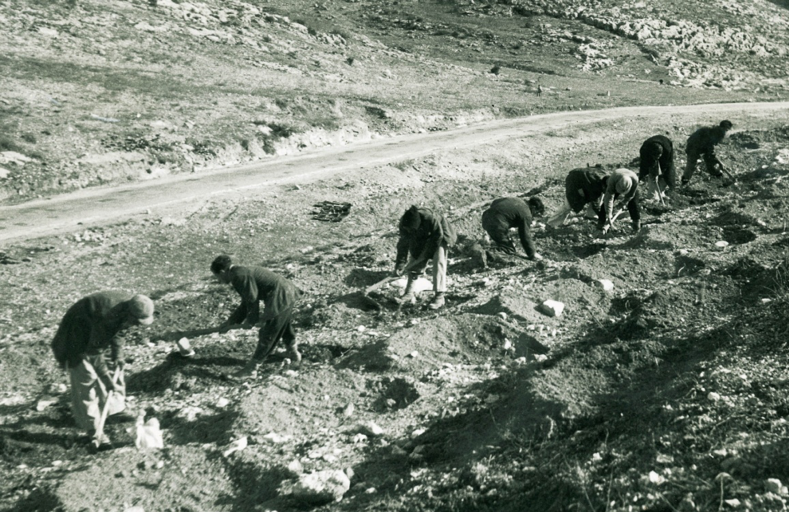 The Blogs: Israel needs to preserve its trees, not just plant new ones ...