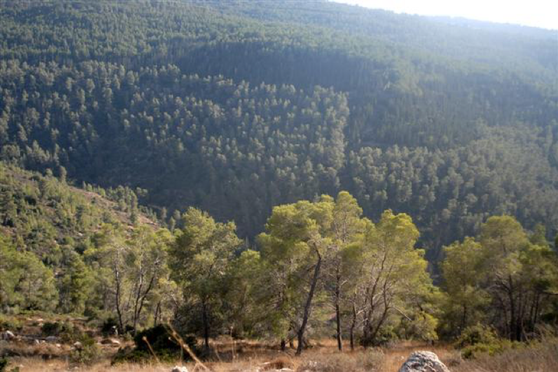 The Blogs: Israel needs to preserve its trees, not just plant new ones ...