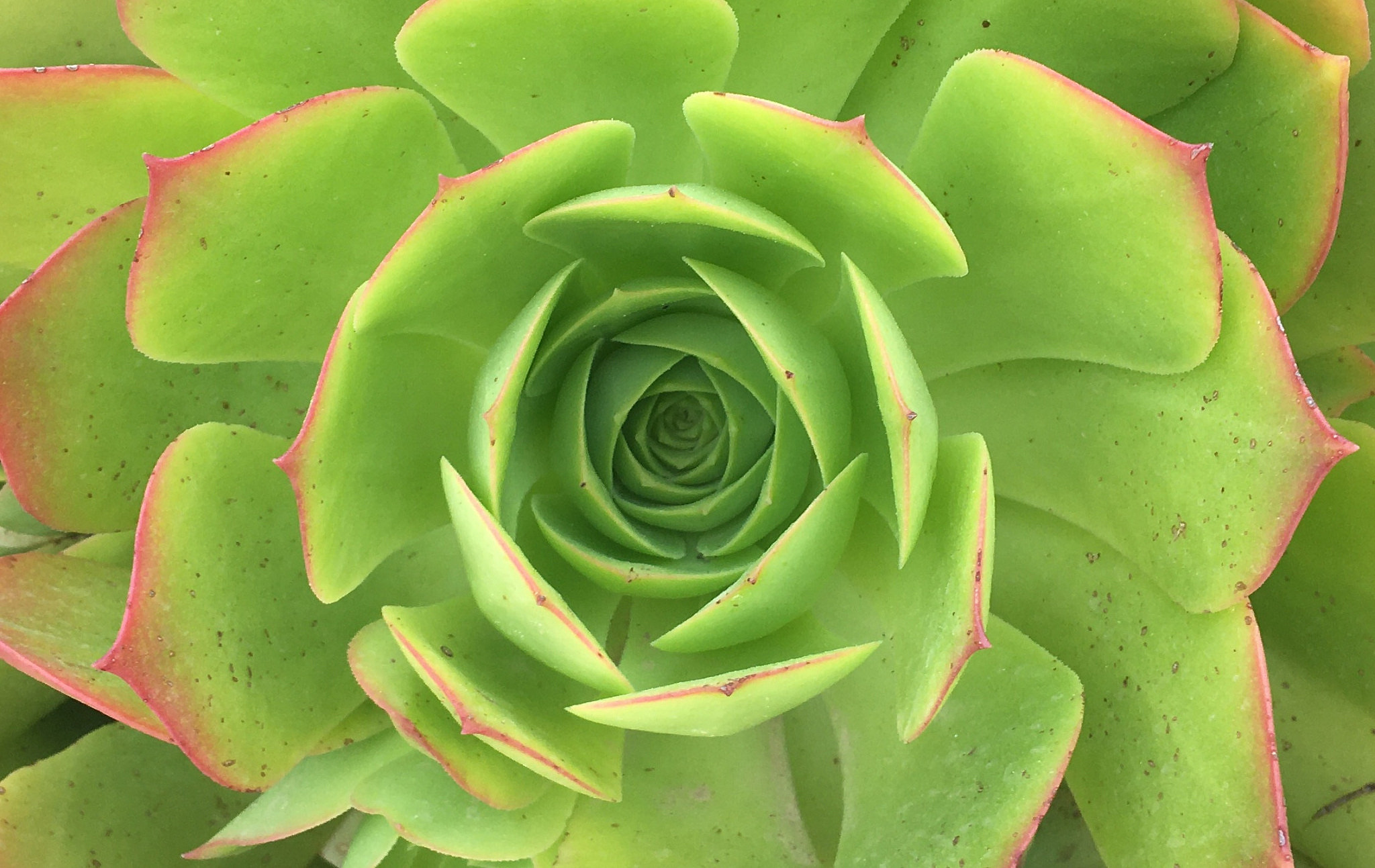 The Blogs: Copper, trees and other corona photo fantasies | Stephen ...