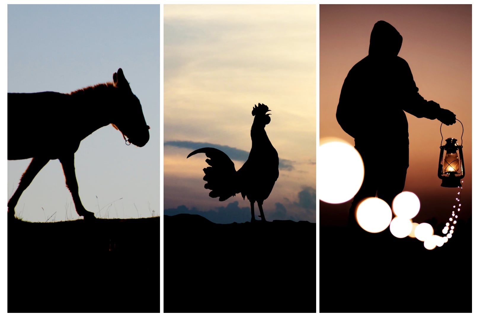 The Blogs: The donkey, the rooster and the lamp: A lockdown story | Eli ...