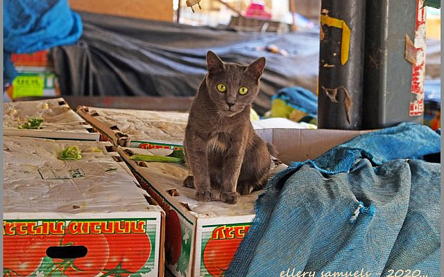 The Blogs: PHOTO ESSAY: A visit to Ramla, a city not to be missed ...