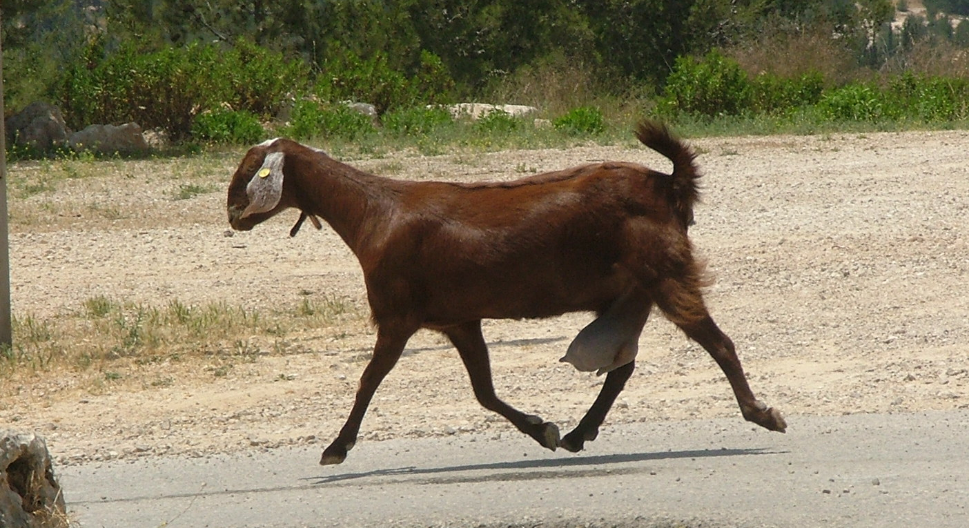 The Blogs: A look inside Israel's kosher goat meat revolution | Daniel ...
