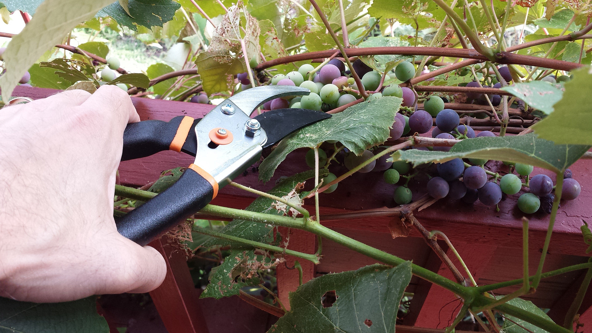 The Blogs: Bottle of Wine, Fruit of the Vine | Jonathan Weinkle | The ...