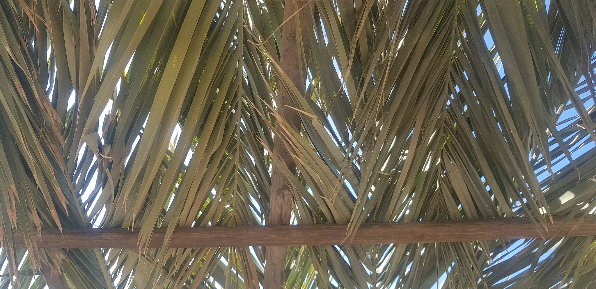 The Blogs: My Search For A Lulav and Skhakh That Weren't Stolen: Sukkot ...