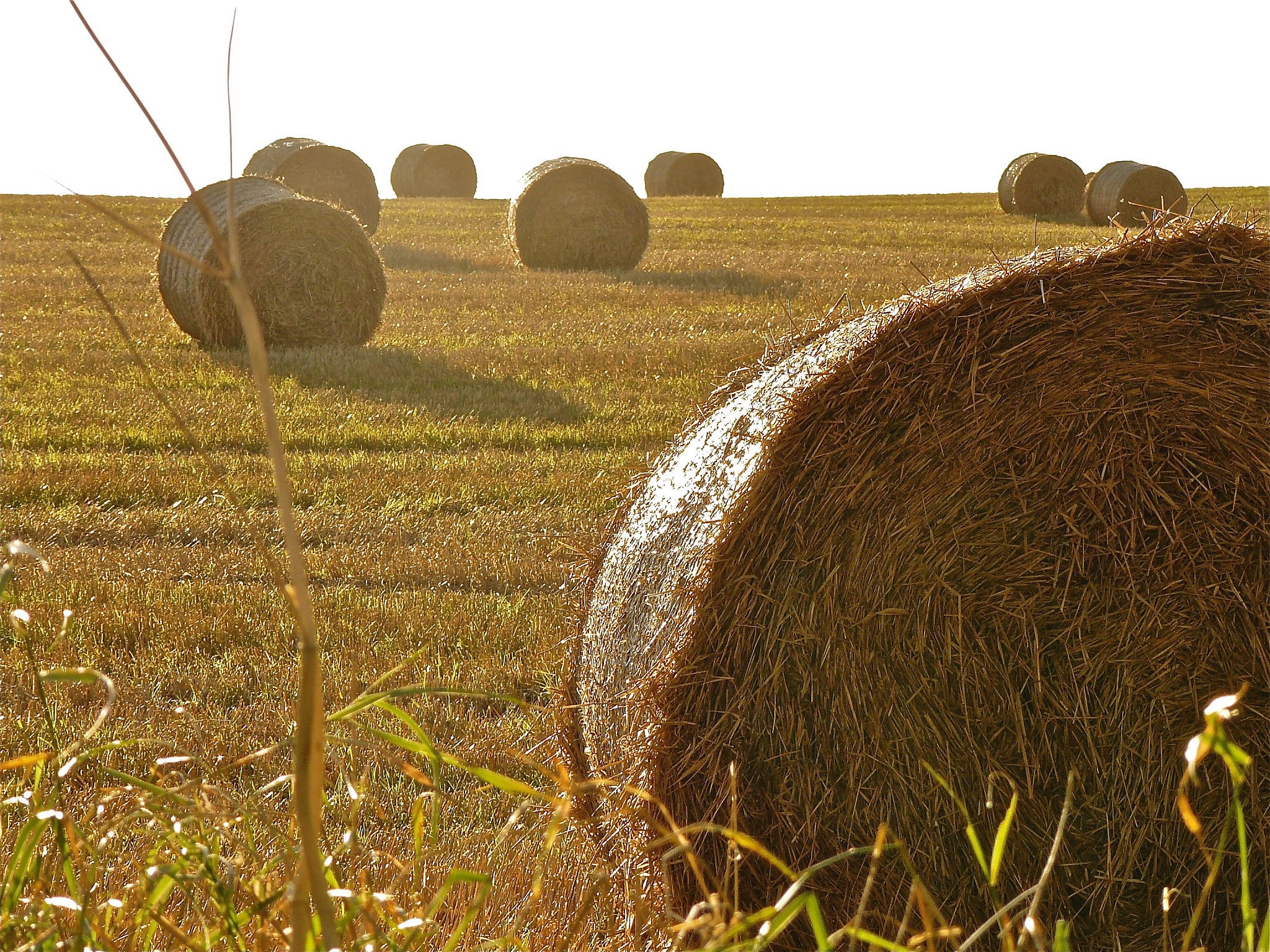 The Blogs: Parshat Vezot HaBracha: The End | Shoshana Cohen | The Times ...