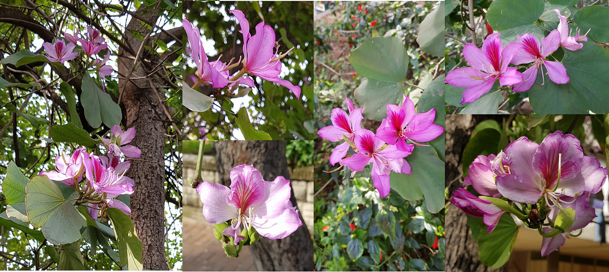 The Blogs: A Breath of Spring, a Taste of Freedom | Nili Bresler | The ...