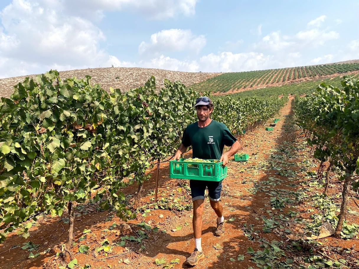 The Blogs: Heroic Israeli Farmers are Preparing for Shmita | Tuly Weisz ...