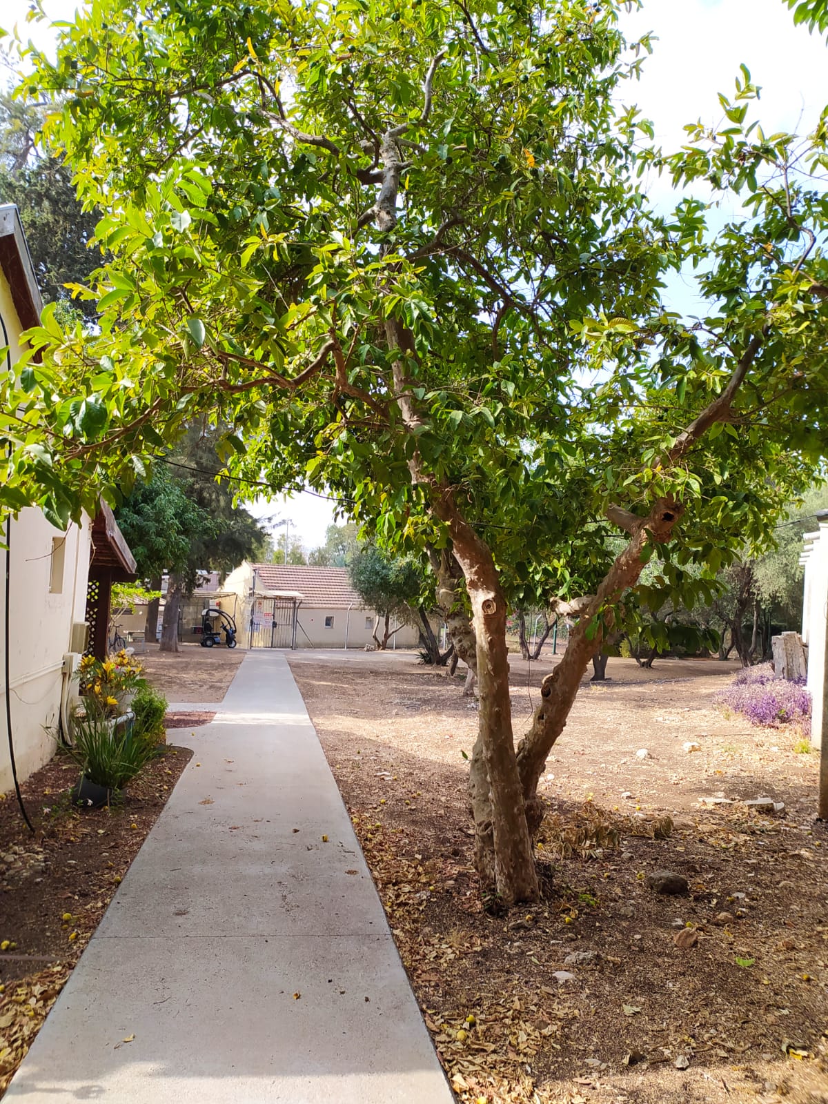 The Blogs: The Guava Tree | Sagi Melamed | The Times of Israel