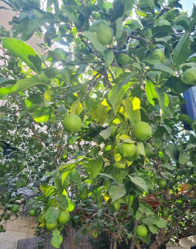 The Blogs: Under my lemon tree | Shoshanna Keats Jaskoll | The Times of ...