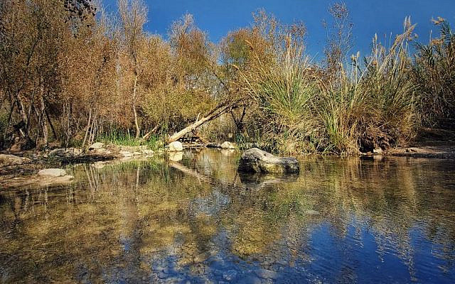 The Blogs: The Muddy Swamp | Reuven Chaim Klein | The Times of Israel