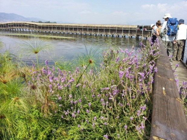 The Blogs: Tu B'Shevat Hadassah | Ronnie Katz Gerber | The Times of Israel