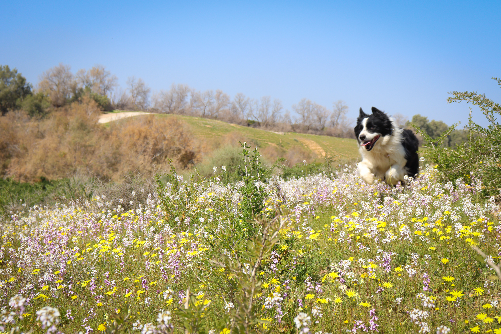 The Blogs: February Hike Tips: See the Flowers! | Susannah Schild | The ...