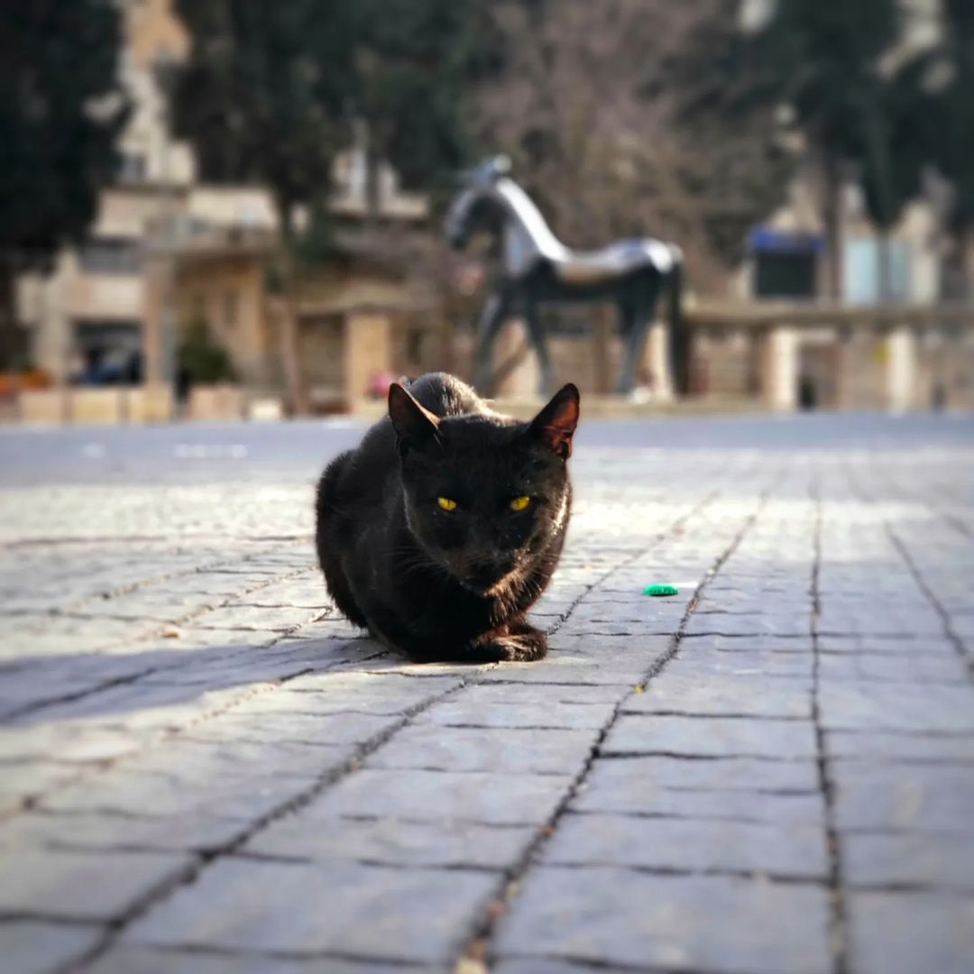 The Blogs: Sitting Civilians | Reuven Chaim Klein | The Times of Israel