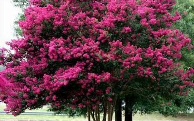 The Blogs: The Power of the Seeds of Hadassah | Hope Blecher | The ...