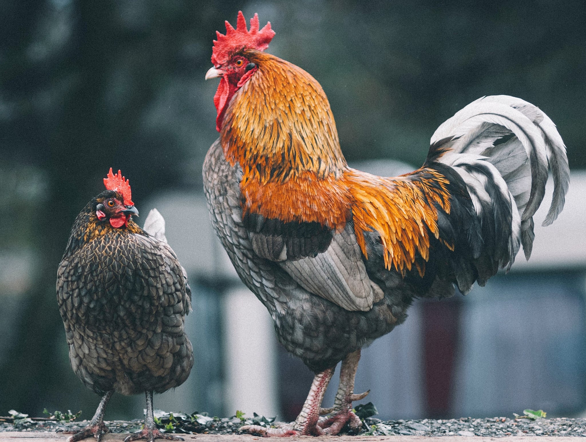 The Blogs: Roosters and Real Men | Reuven Chaim Klein | The Times of Israel