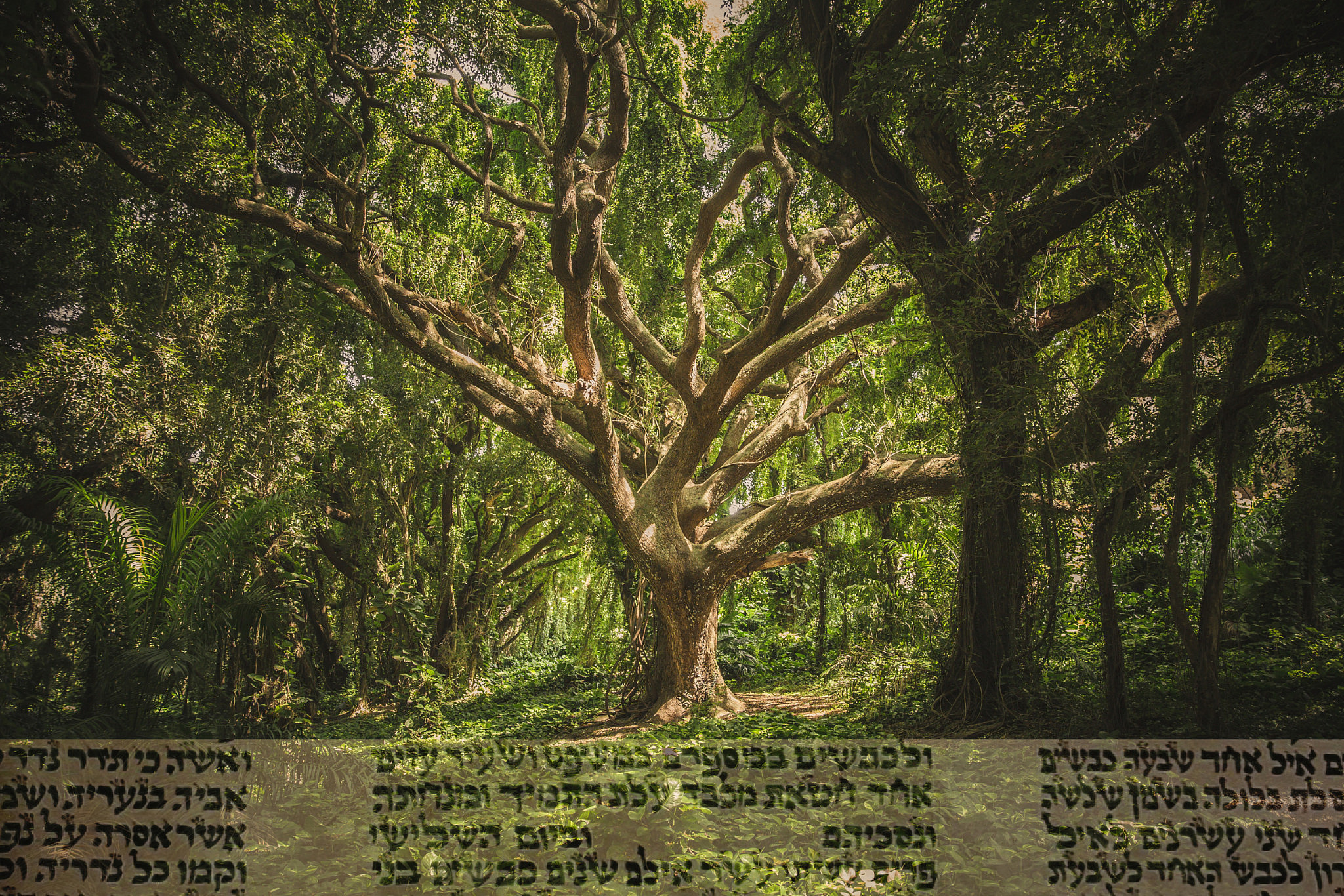 The Blogs: Tikkun Olam, American Jewry, and The Giving Tree | Eyal ...