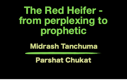 The Blogs: The Red Heifer – from perplexing to prophetic | Yoni Mozeson ...