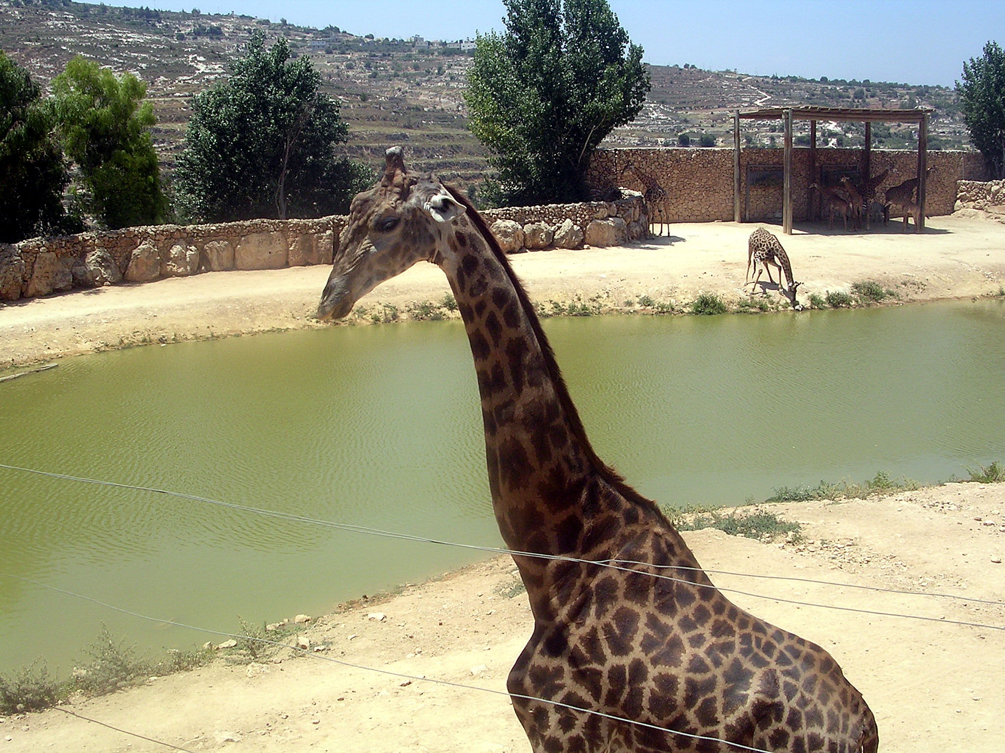 The Blogs: Can Zoo & Safari Animals Eat Trumot and Ma’asrot? | Sharona ...