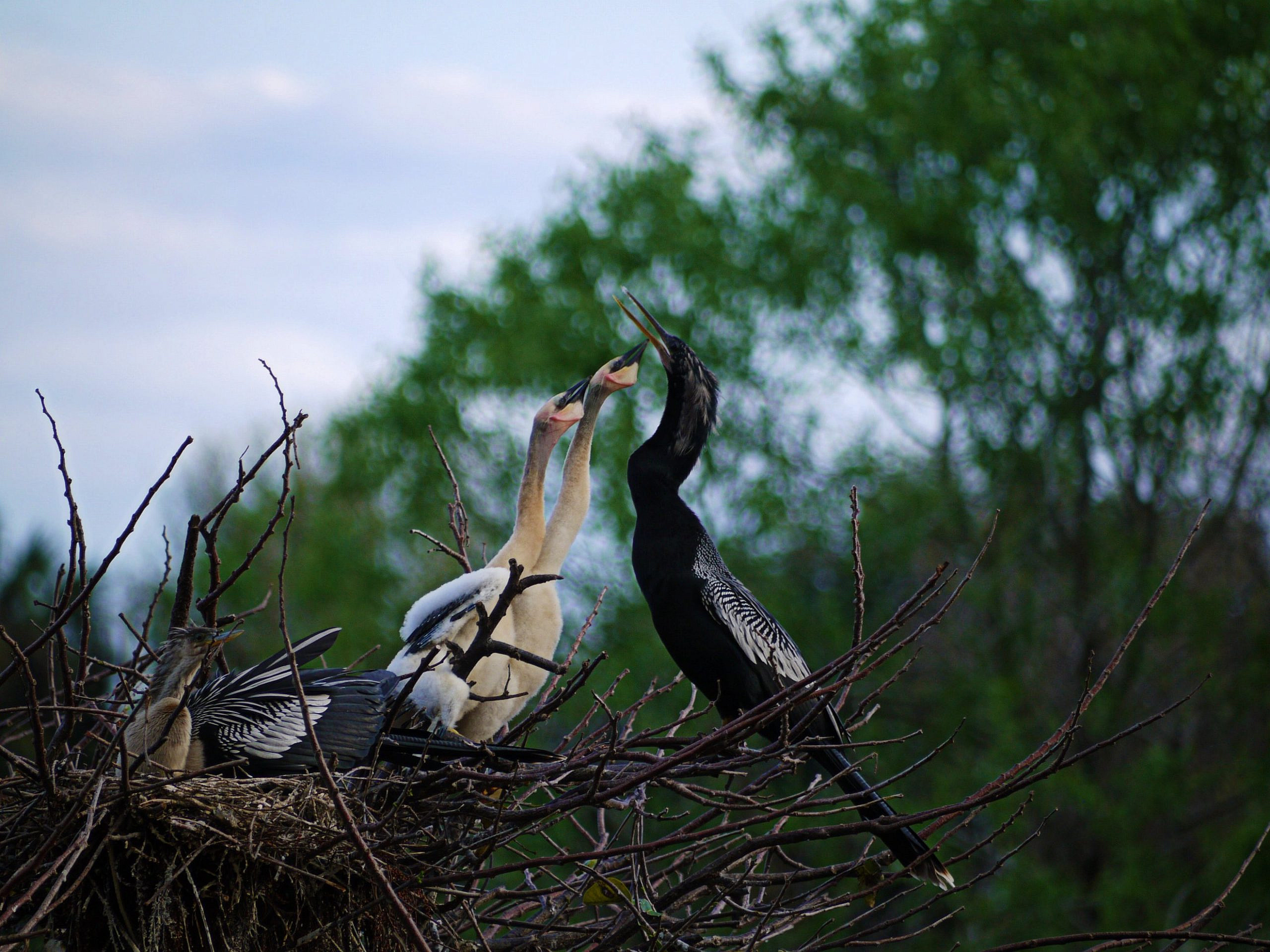 The Blogs: The mother bird | Leann Shamash | The Times of Israel