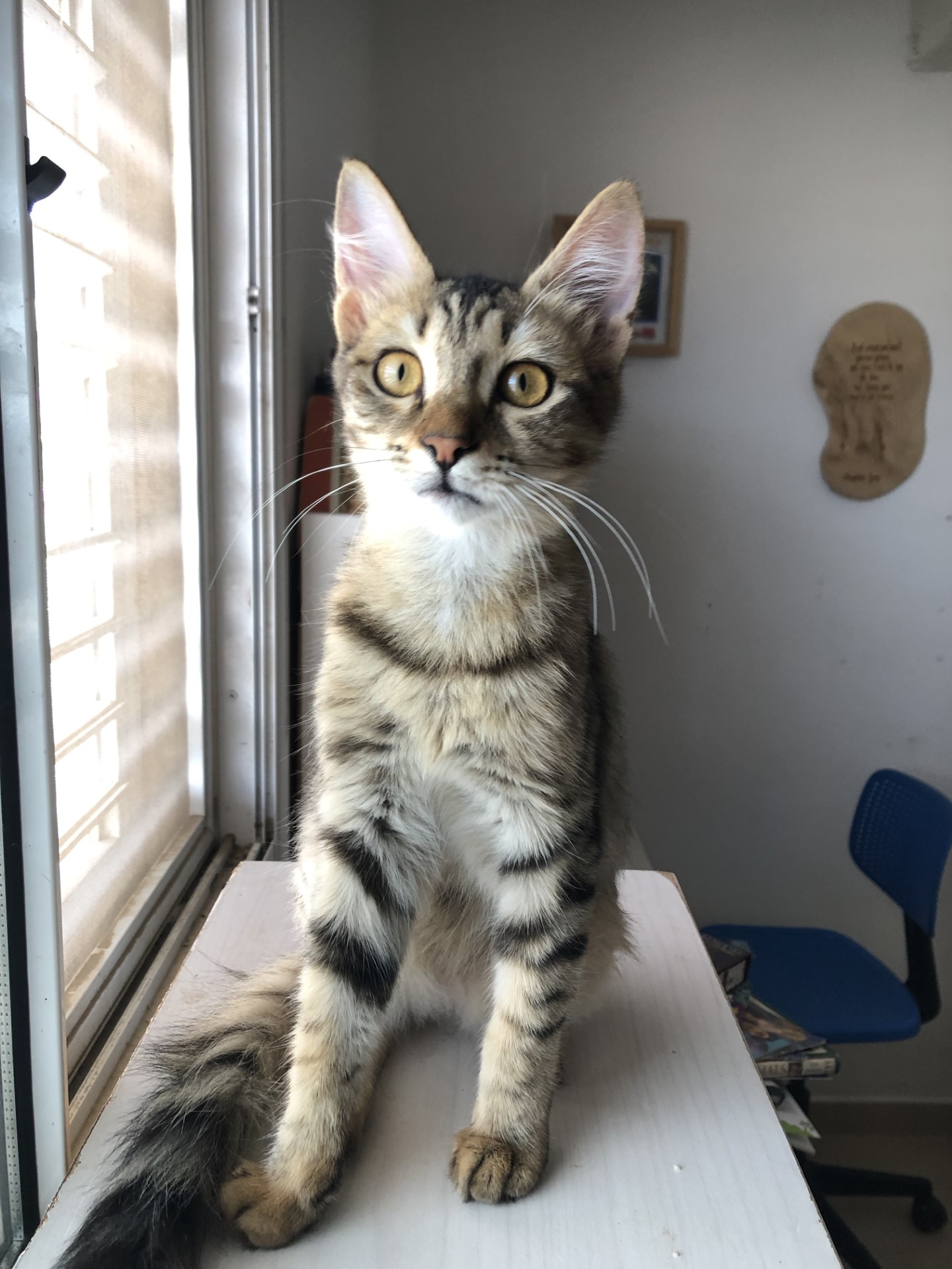 The Blogs: How A Kitten and Stephen Jenkinson Saved My Life… | Shoshana ...