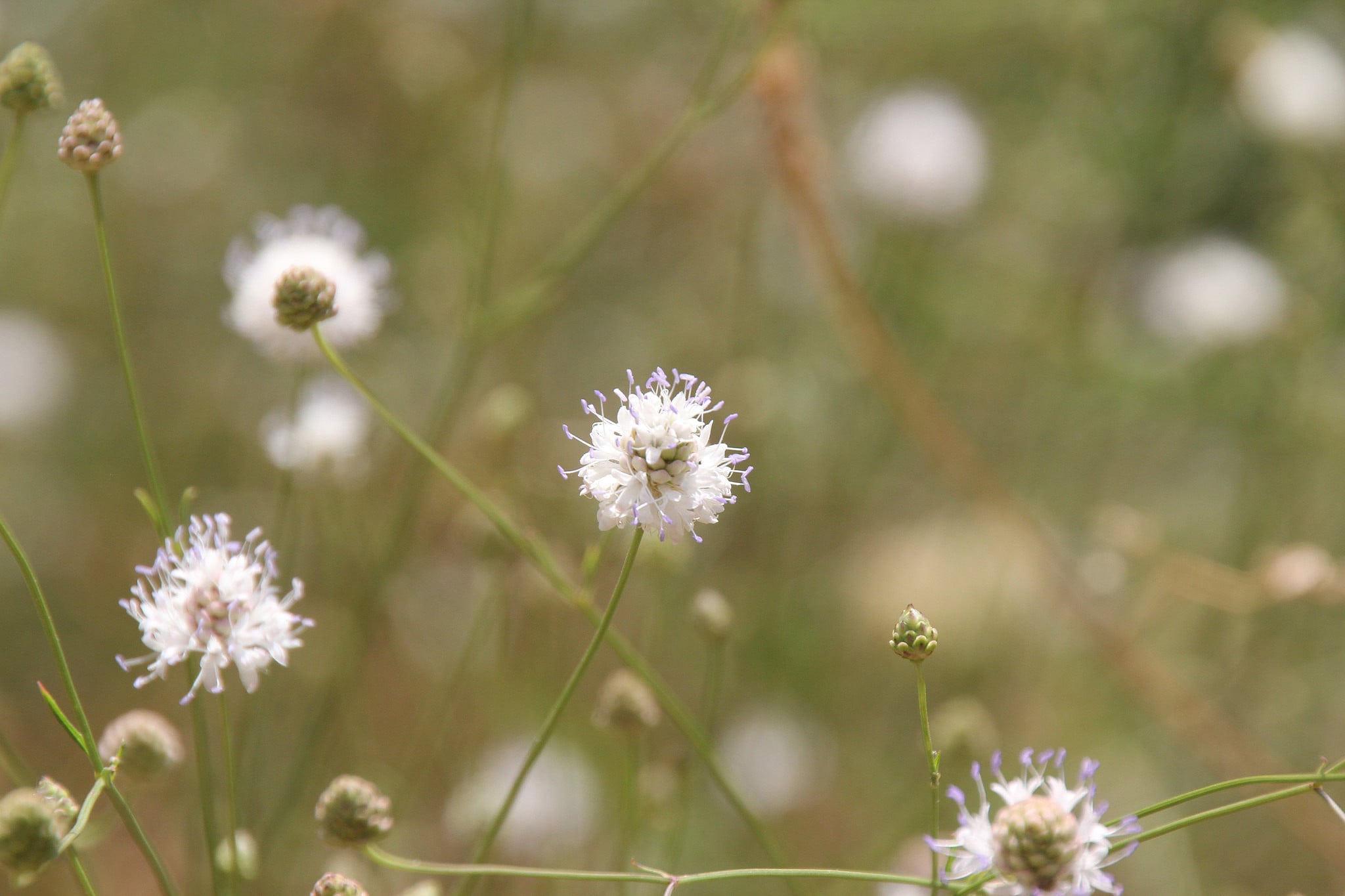 The Blogs: The diasporic echo chamber | Rod Kersh | The Times of Israel