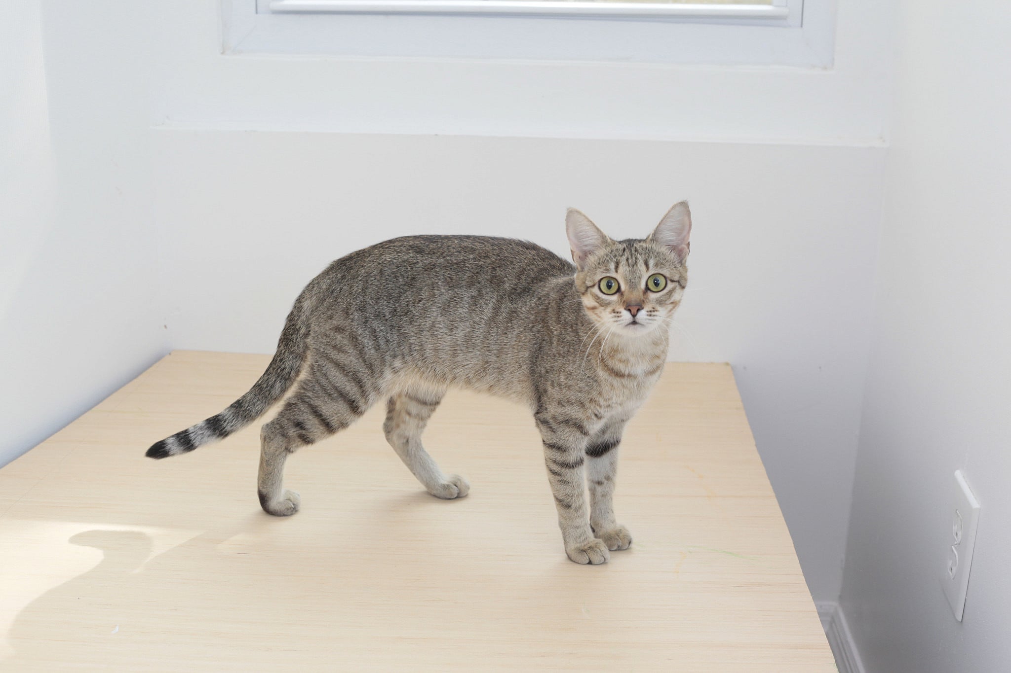 The Blogs: Noah, Rav Papa, and the Cats of the Holy Land: The Kanaani’s ...
