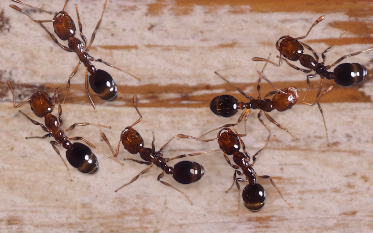 The Blogs: Swarm | Alan Newman | The Times of Israel