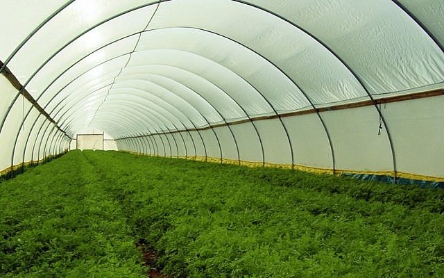 Israeli-developed nets ensure that insects don't 'bug' produce | The ...