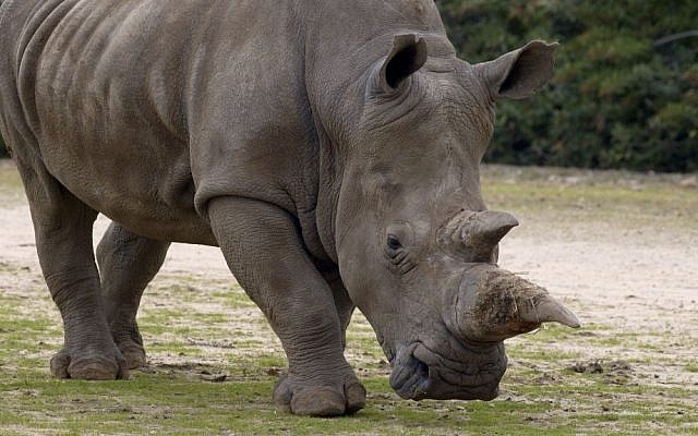 Rhino flees Ramat Gan zoo... again | The Times of Israel