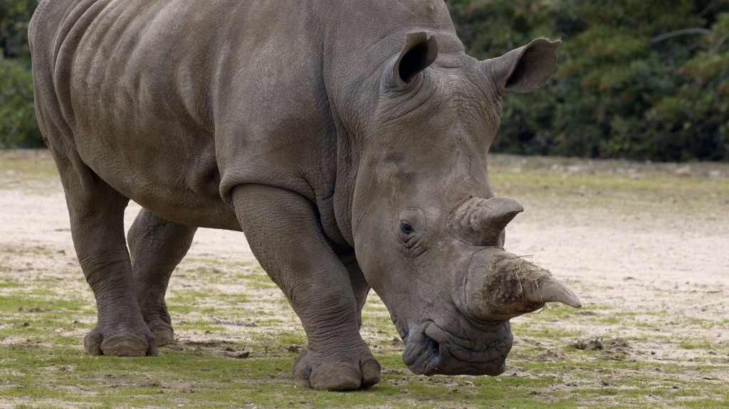 Rhino flees Ramat Gan zoo... again | The Times of Israel