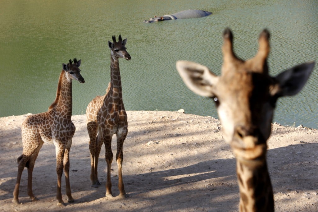 Court scraps plan for new neighborhood next to Jerusalem zoo | The ...