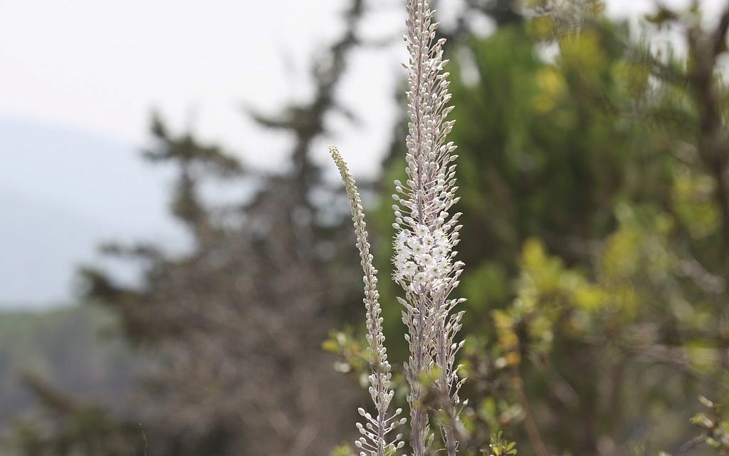 A time for contemplation -- of 'selihot,' silan... and sea quills | The ...