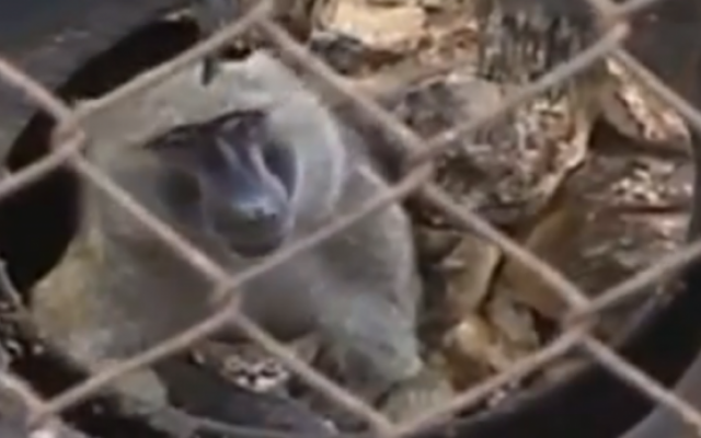 Baboon adopts tiny kitten in petting zoo | The Times of Israel