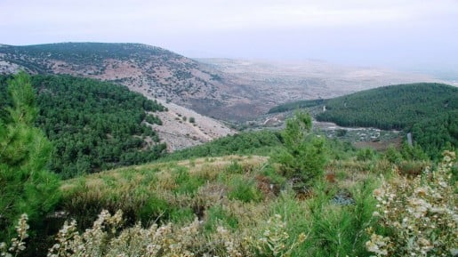 Biriya, forest everlasting | The Times of Israel