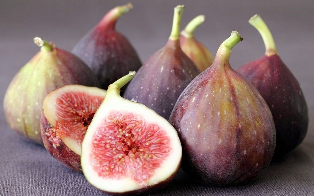 Under the fig tree | The Times of Israel