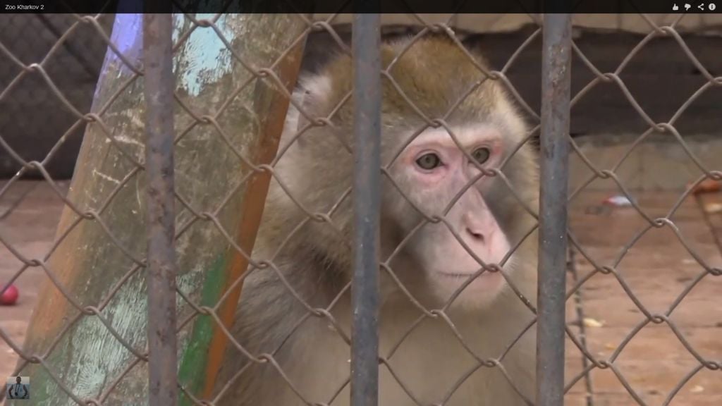 The survivor monkeys of Kharkov | The Times of Israel