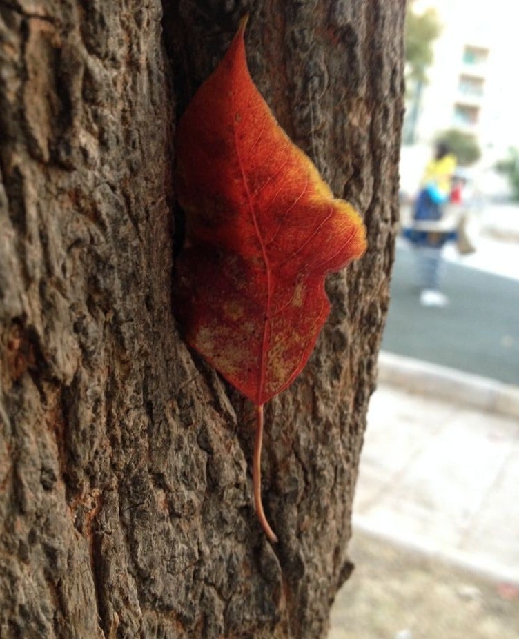 All the leaves are not brown | The Times of Israel