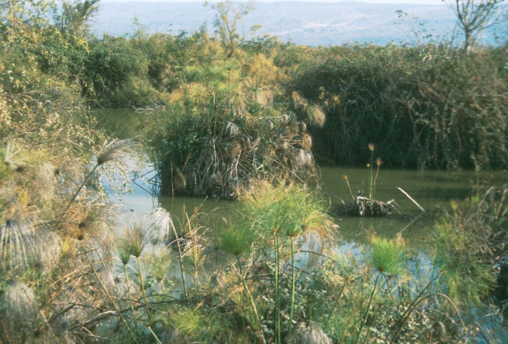 Fall for nature in the raw at the Huleh nature reserve | The Times of ...