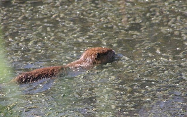 Fall for nature in the raw at the Huleh nature reserve | The Times of ...