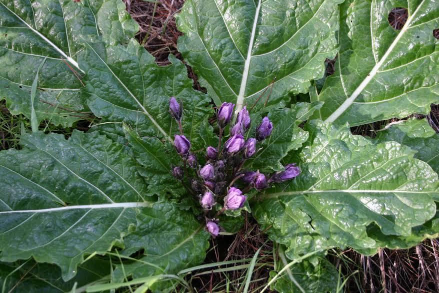 At Angels’ Forest, it's the hour of the cyclamen | The Times of Israel