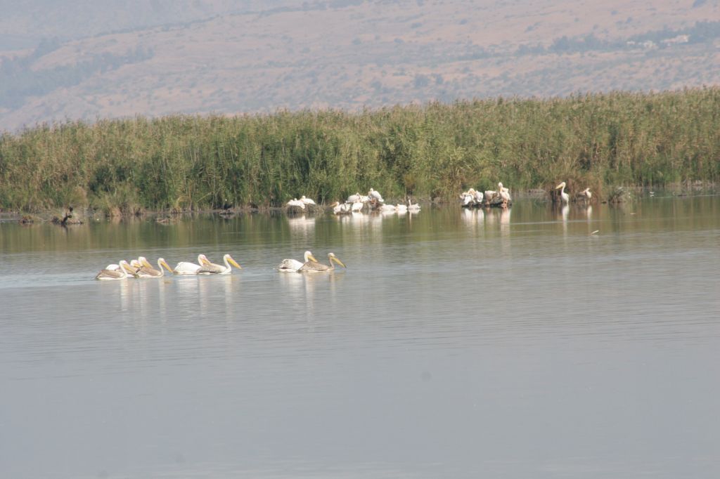 Fall for nature in the raw at the Huleh nature reserve | The Times of ...