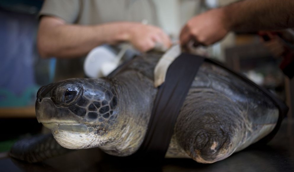 Israeli team's prosthetic fin saves 'Freedom' the turtle | The Times of ...