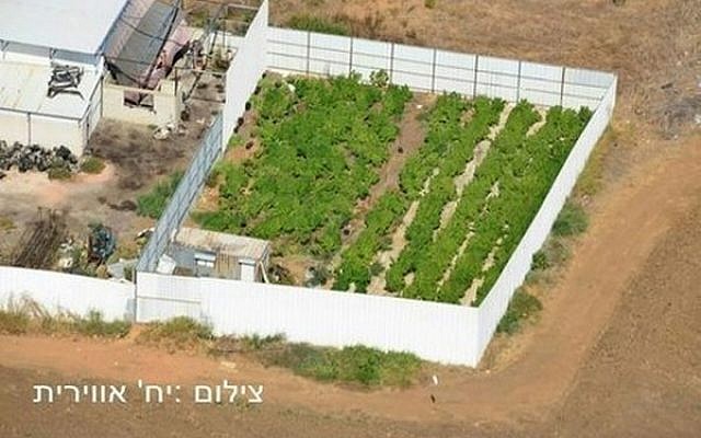 Marijuana evidence goes up in smoke | The Times of Israel