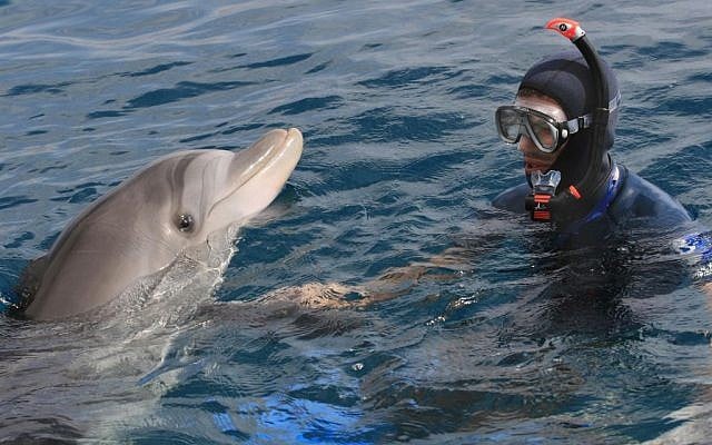 Iran media outlet: Captured 'Mossad dolphin' a robot | The Times of Israel