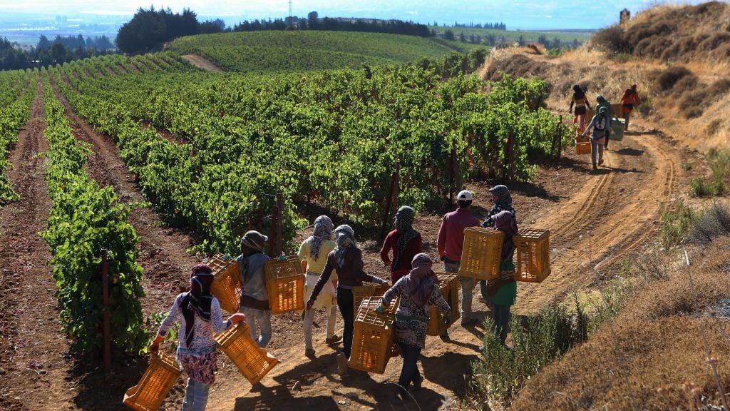 Syrians, Lebanese produce wine in ferment of war | The Times of Israel