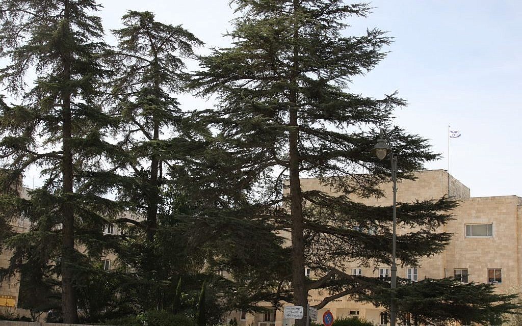 Rooted in Israel's history, five remarkable trees | The Times of Israel