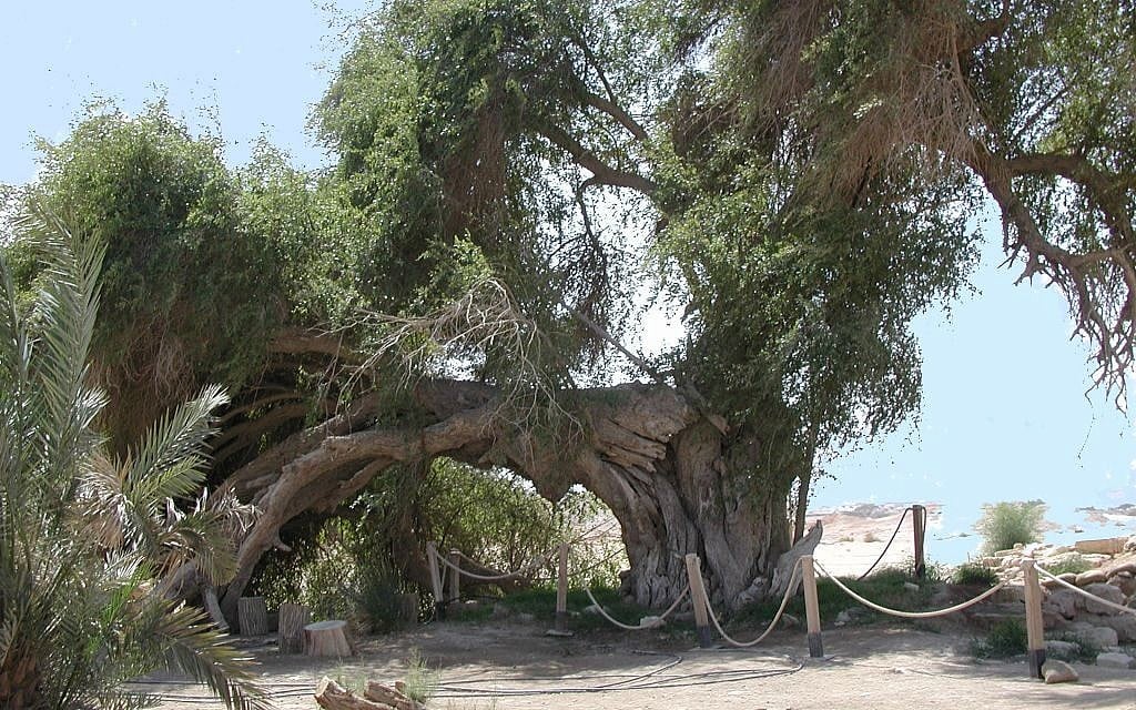 Rooted in Israel's history, five remarkable trees | The Times of Israel